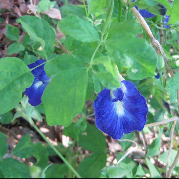 butterfly-pea, blue-pea | Project Noah