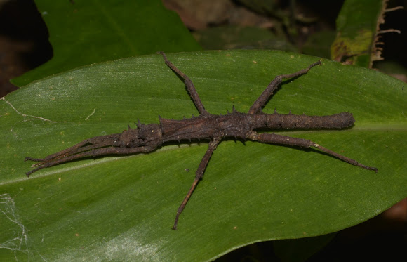 Spiny Stick Insect - Male | Project Noah