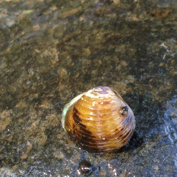 Fresh Water Clam | Project Noah