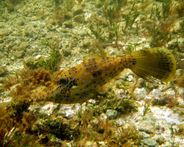 Scrawled Filefish | Project Noah