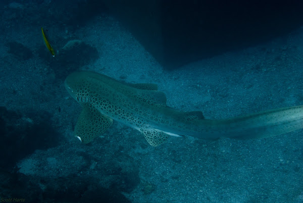 Zebra (Leopard) Shark | Project Noah