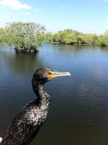 cormorant | Project Noah