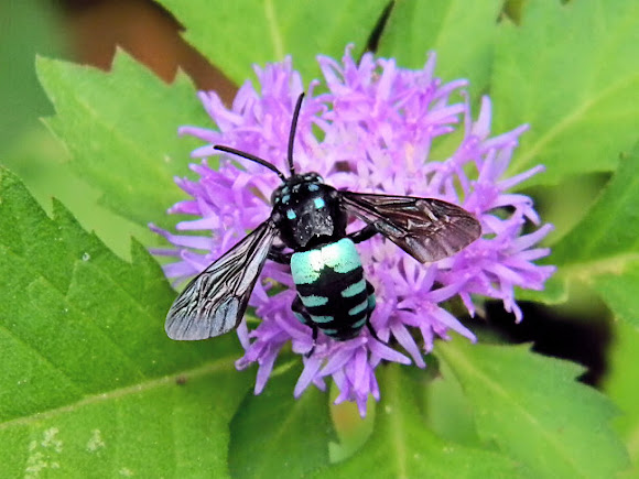neon cuckoo bee | Project Noah