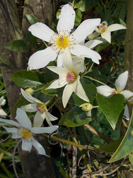 Puawhananga (NZ white clematis) | Project Noah