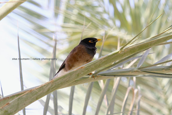 Common mynah | Project Noah