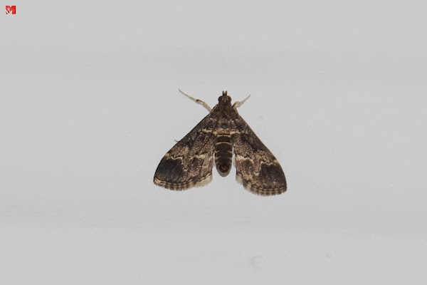 Red Underwing | Project Noah