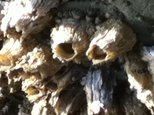 Acorn Barnacle | Project Noah