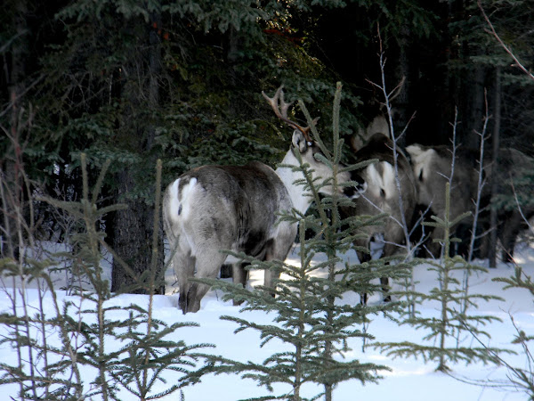 Caribou? | Project Noah