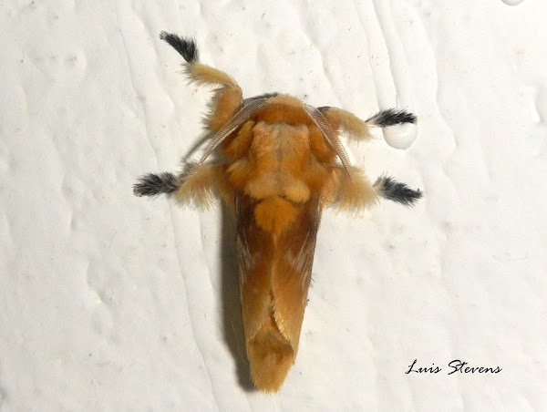 Megalopyge | Project Noah