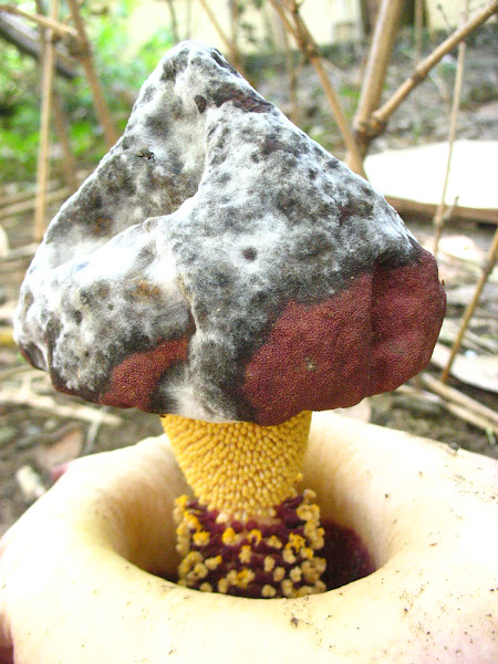 Pungapung (Elephant Foot Yam) | Project Noah