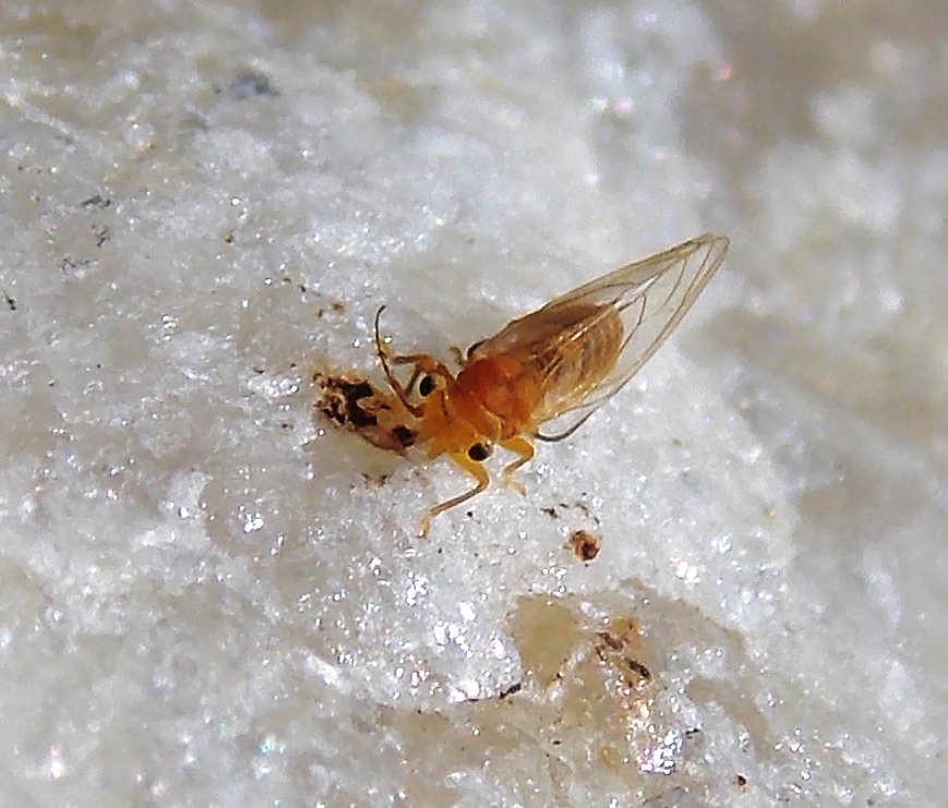 Woolly Psyllid | Project Noah