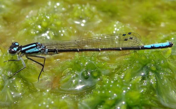 Matacaballos alegre | Project Noah