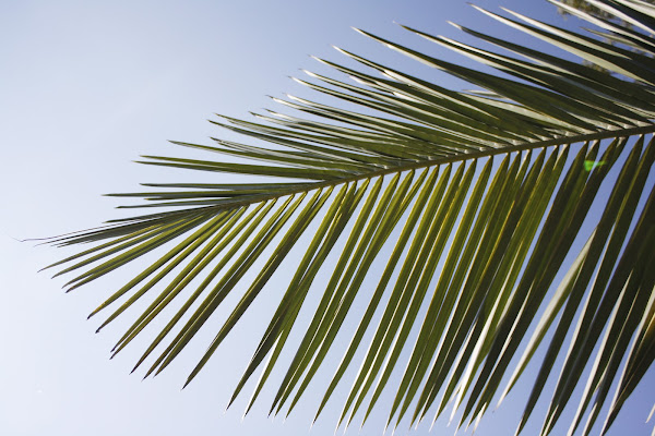 Palma Chilena / Chilean Wine Palm | Project Noah