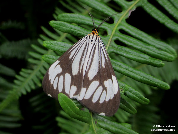 Marbled White moth | Project Noah