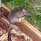 Packrat; bushy tailed woodrat | Project Noah
