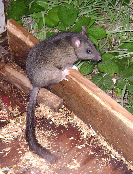 Packrat; bushy tailed woodrat | Project Noah