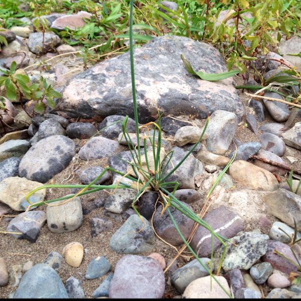 Wild chives | Project Noah