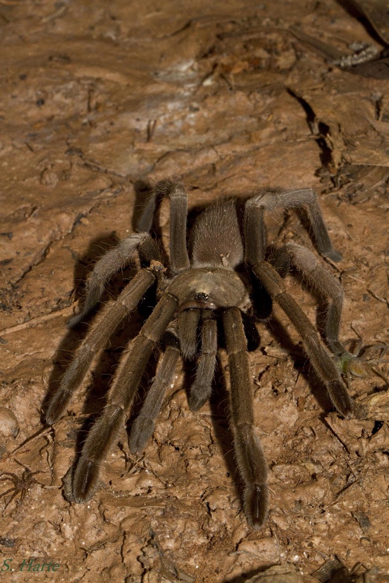 Queensland Whistling Tarantula | Project Noah