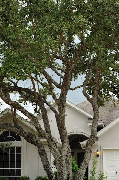 Texas Live Oak Project Noah