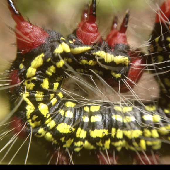 Red-headed azalea caterpillar | Project Noah