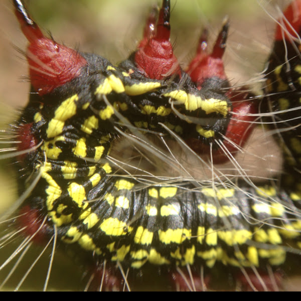 Red-headed azalea caterpillar | Project Noah