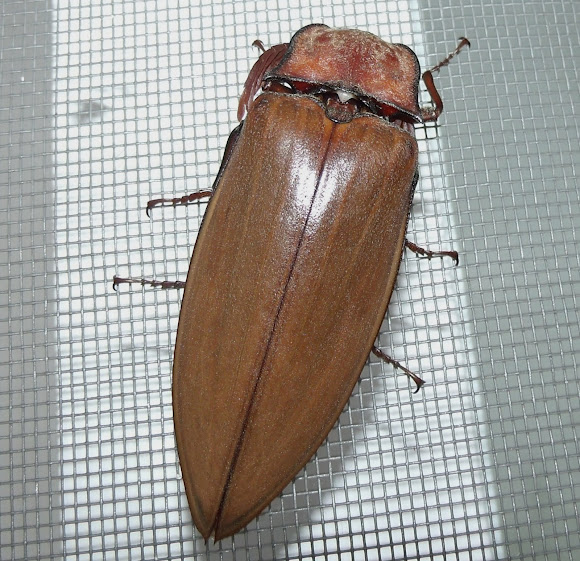 Giant Click Beetle | Project Noah