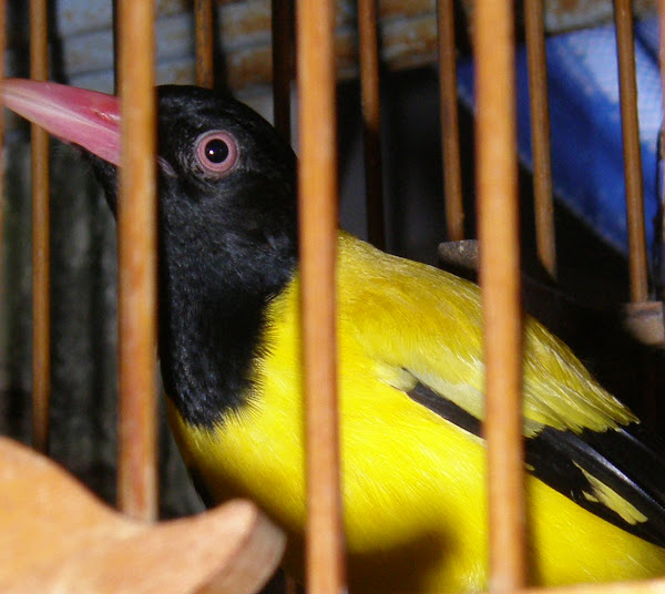 Black-hooded oriole | Project Noah