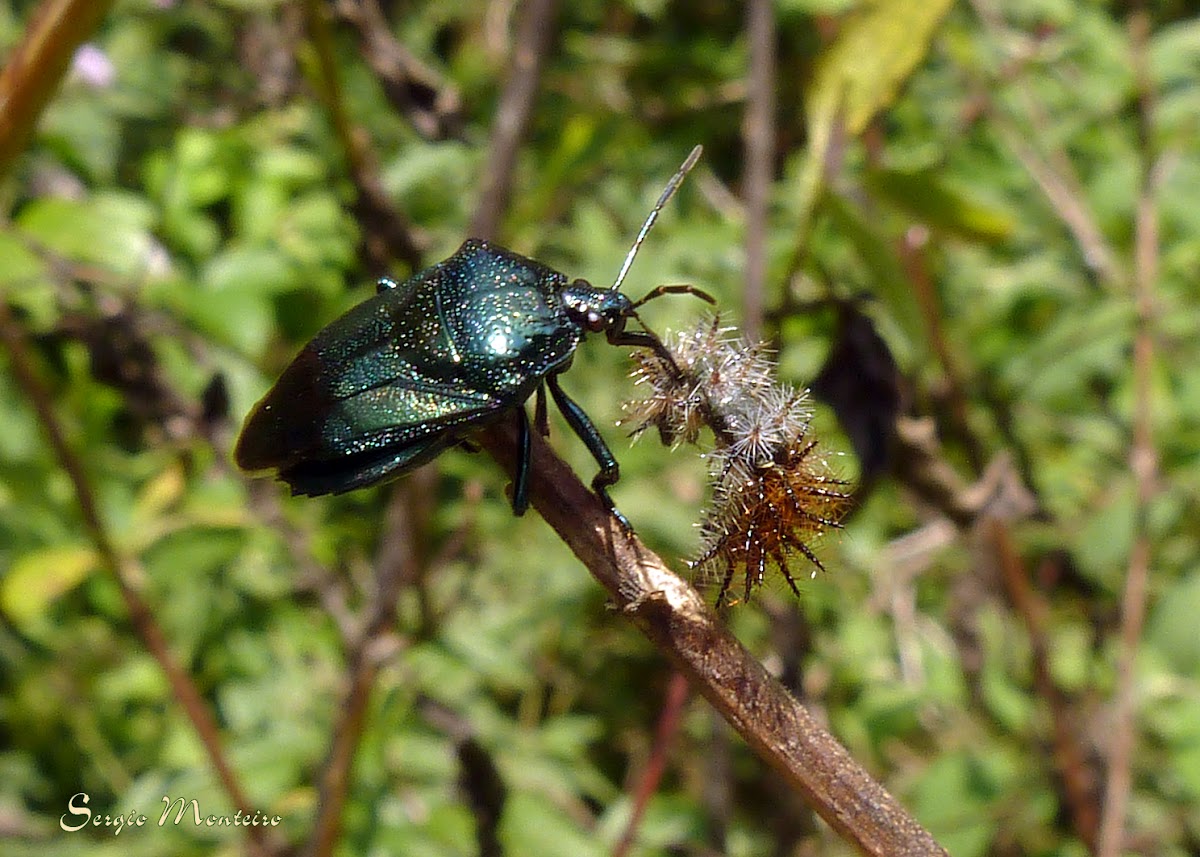 Metalic green predatory stink bug | Project Noah