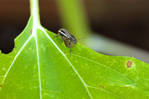 White-fringed Weevil | Project Noah
