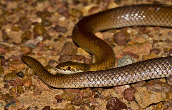 Curl Snake | Project Noah