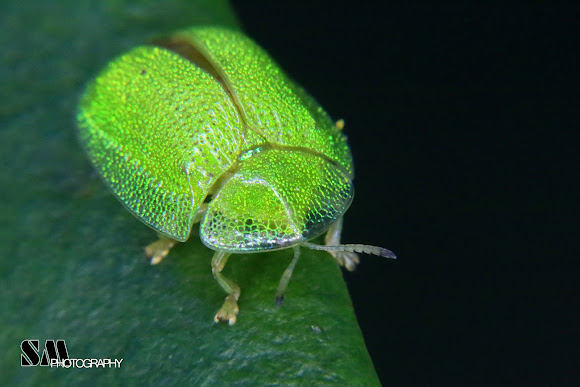 Green tortoise beetle | Project Noah