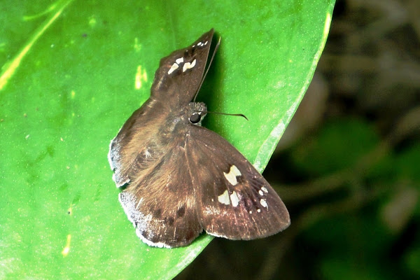 Philippine Common Snow Flat | Project Noah