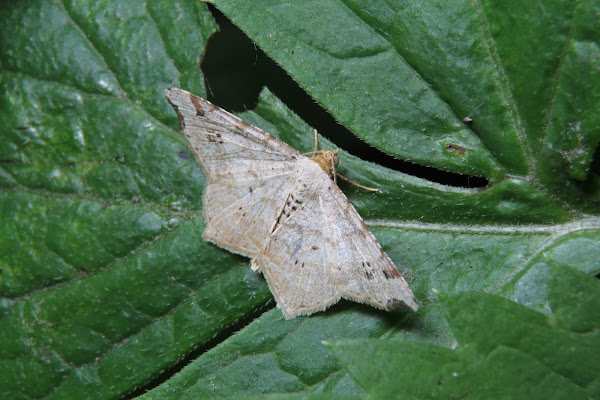 Red-headed Inchworm Moth | Project Noah