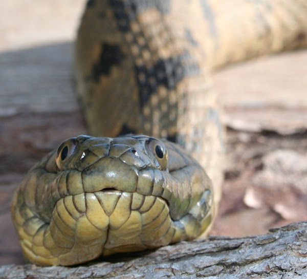 Diamond-backed Water Snake | Project Noah
