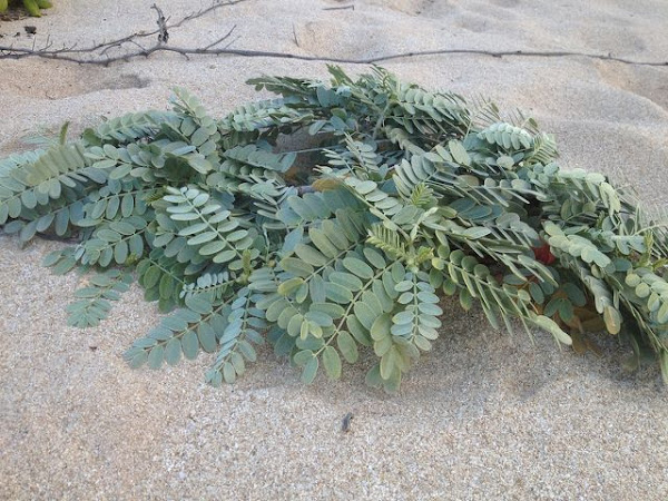 'Ohai | Project Noah