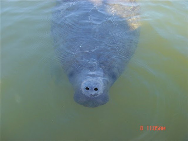 Manatee | Project Noah