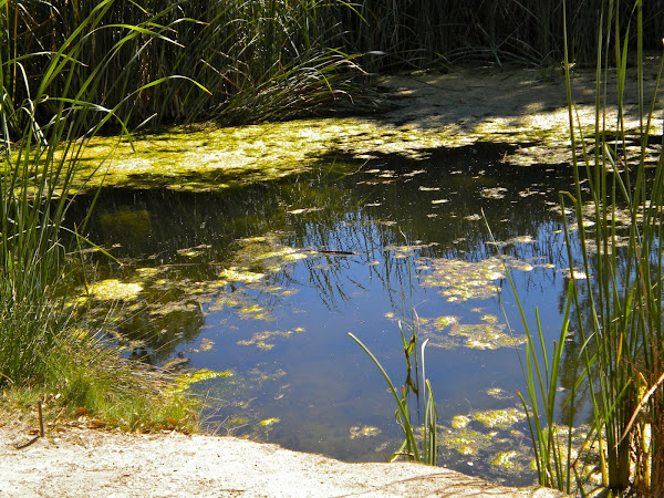 Pond Scum | Project Noah