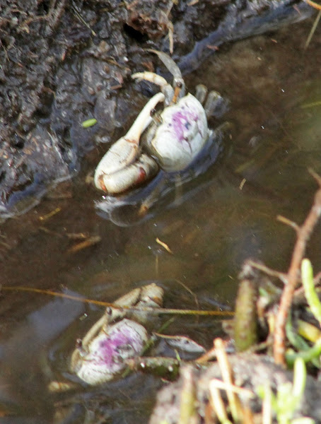 Sand Fiddler Crab | Project Noah