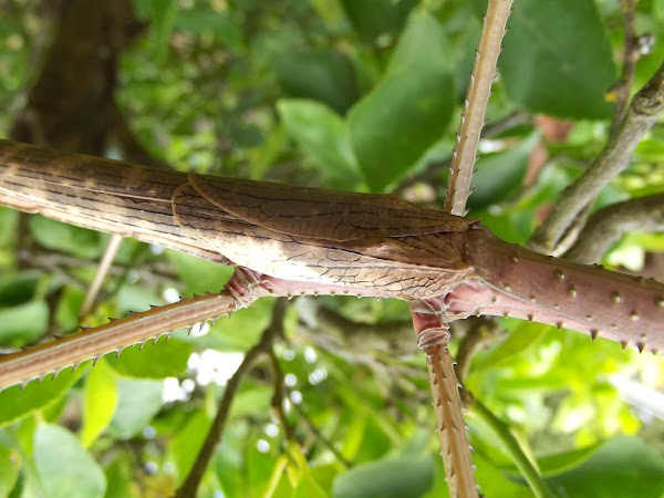 Titan stick insect | Project Noah
