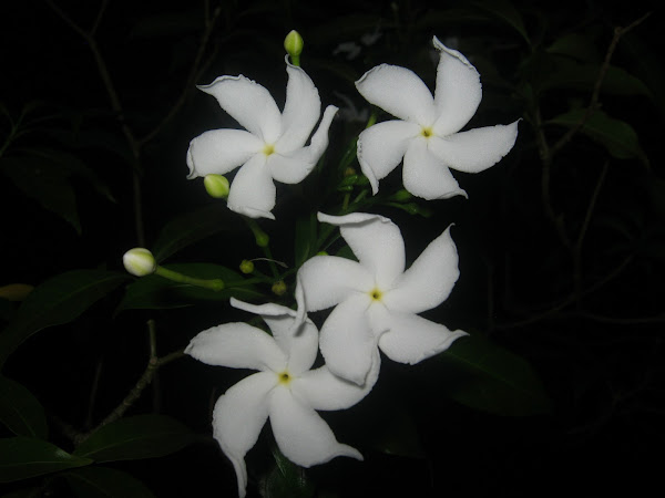 Crape Jasmine | Project Noah