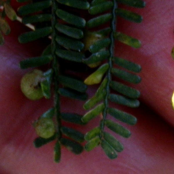 Acacia Midge Galls | Project Noah