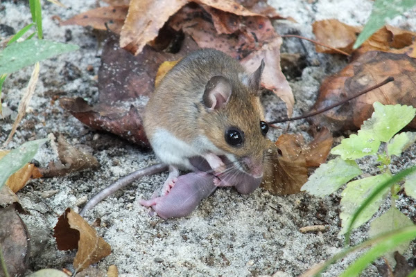 Peromyscus leucopus | Project Noah