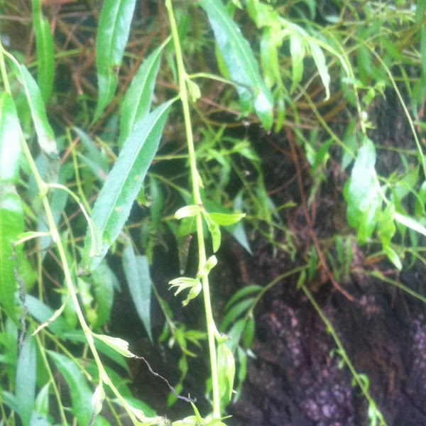 Weeping willow | Project Noah