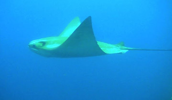 Golden/Pacific Cownose Ray | Project Noah