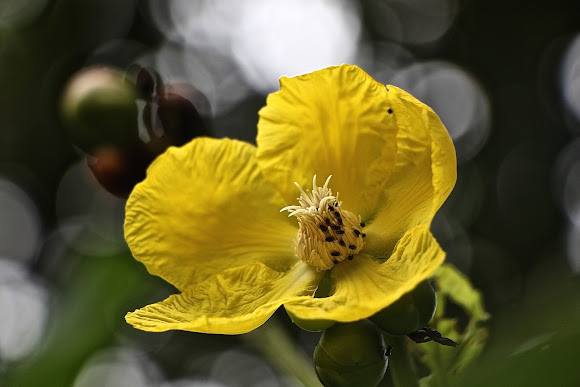 Simpoh Air | Project Noah