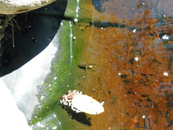 Tadpole | Project Noah