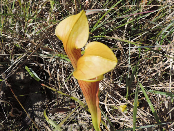 Yellow-winged or Pale Pitcher Plant | Project Noah