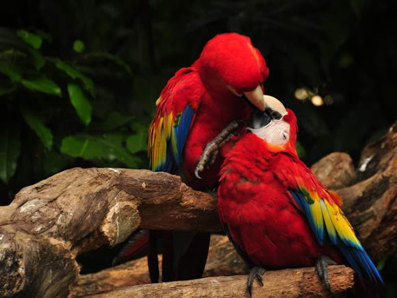 Captive Scarlet Macaw | Project Noah