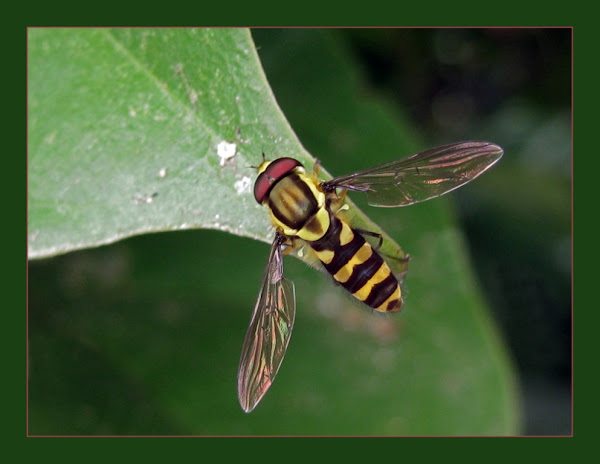 Syrphid fly | Project Noah