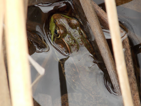 Green Frog and Tadpoles | Project Noah